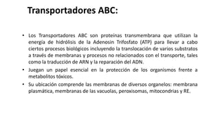 Transportadores abc | PPTX