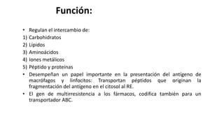 Transportadores abc | PPTX