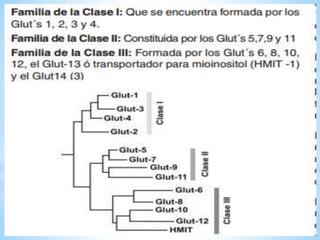 TRANSPORTADORES DE LA GLUCOSA EN LOS SERES VIVOS. (GLUT 1, 2, 3, 4, 5 ...