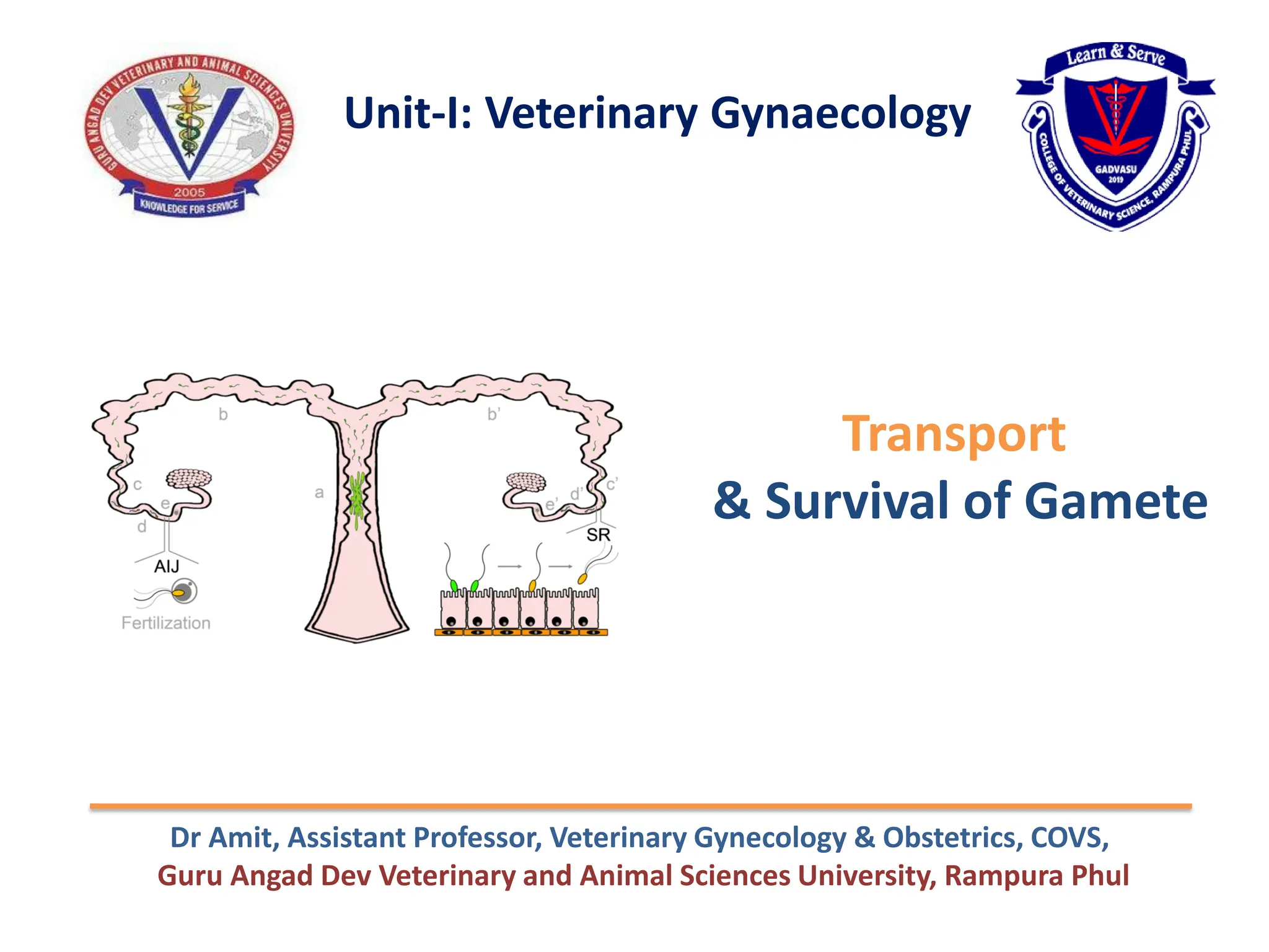 Transport and survival of gamete gynae.pdf