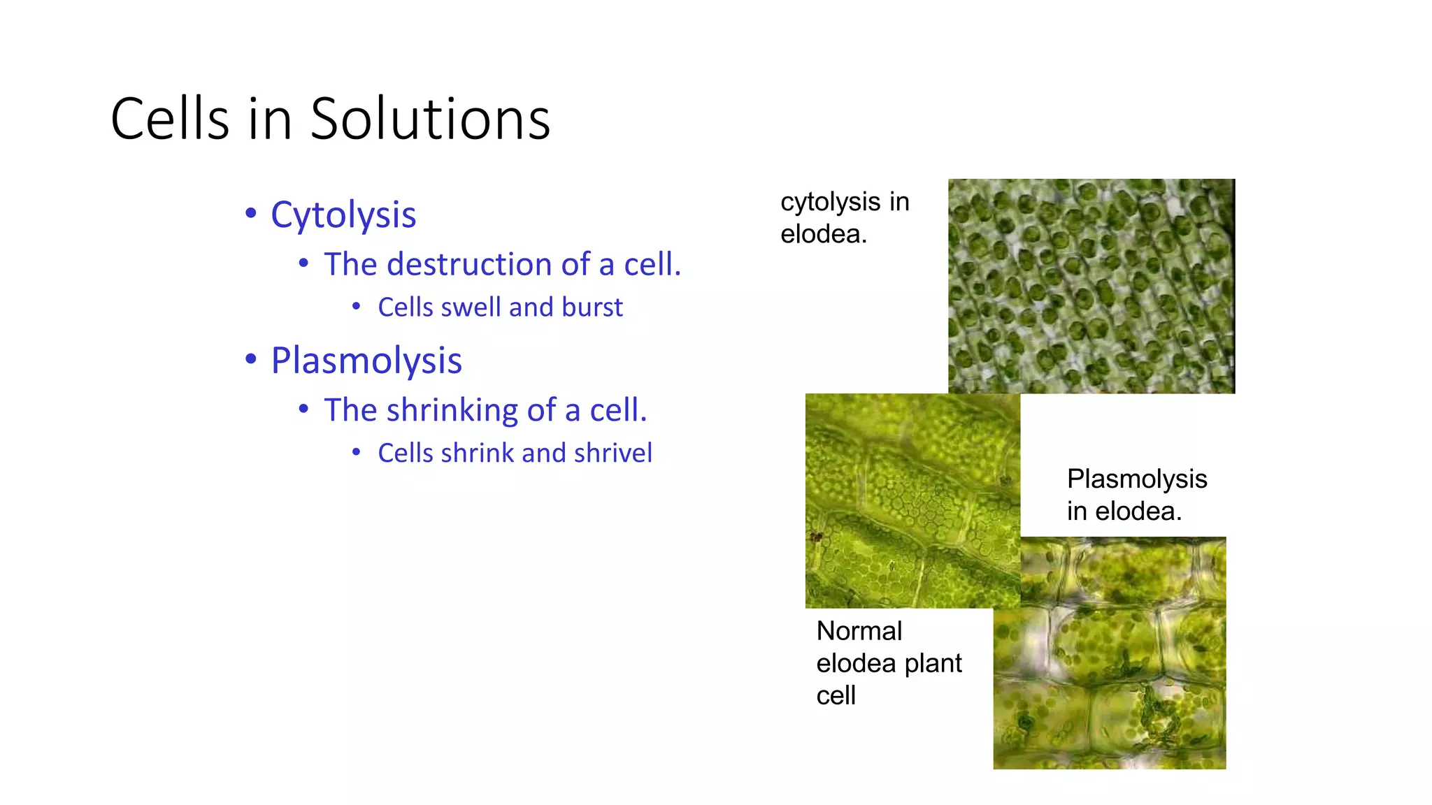 Transport and transport protein in cell biology | PPTX
