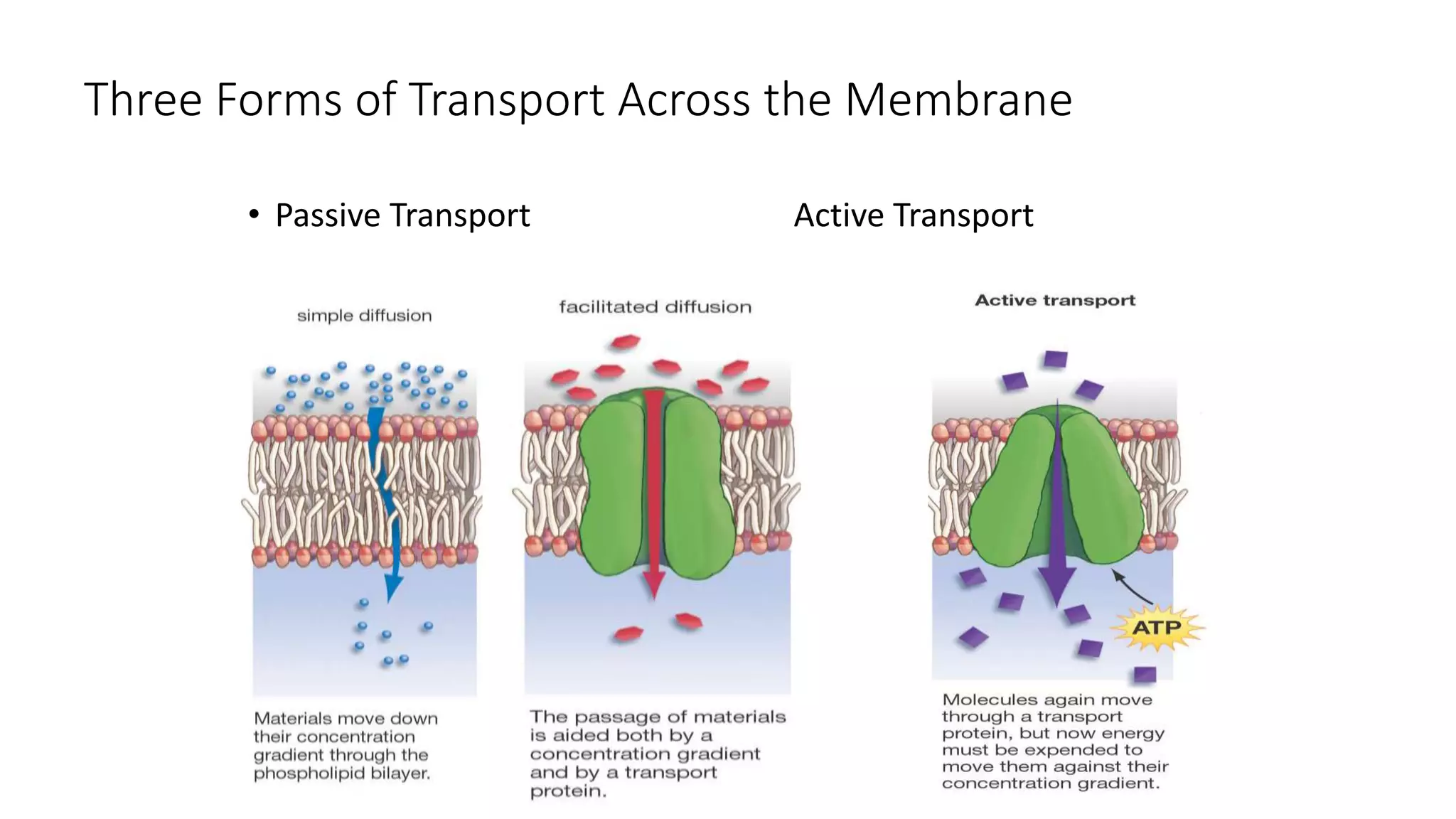 Transport and transport protein in cell biology | PPTX