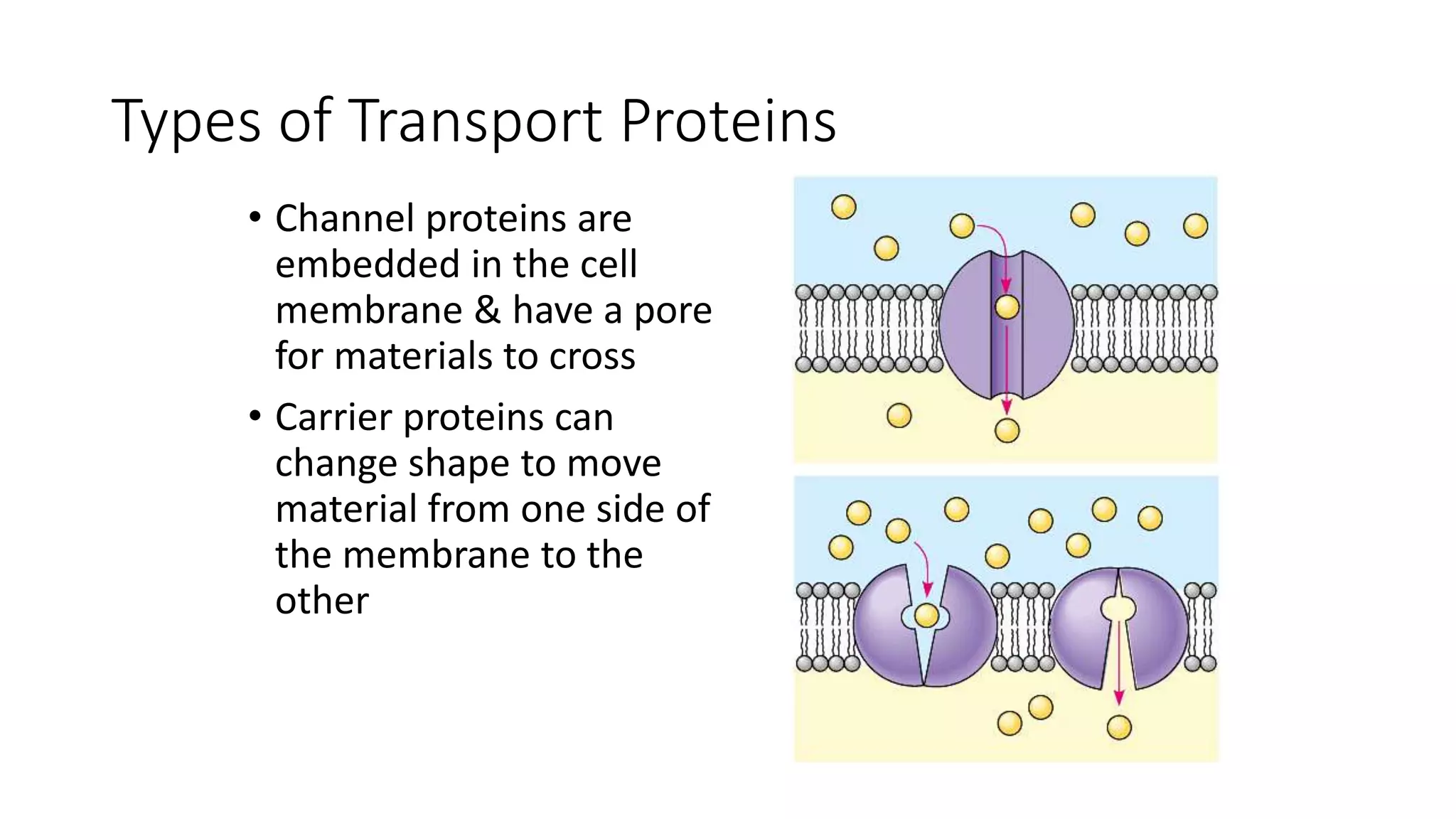 Transport and transport protein in cell biology | PPTX