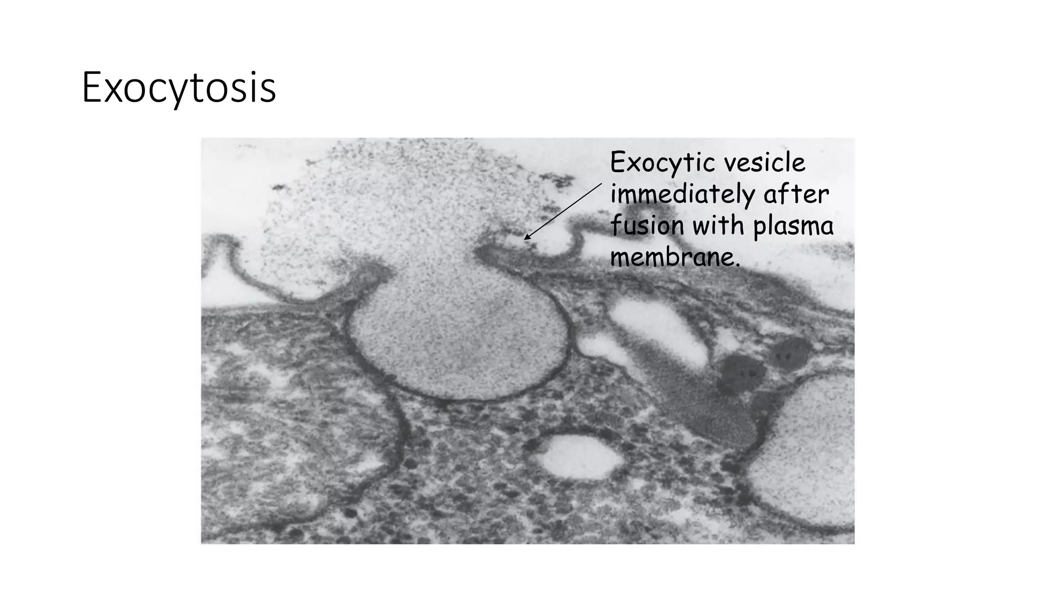Transport and transport protein in cell biology | PPTX
