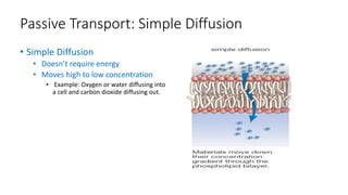 Transport and transport protein in cell biology | PPTX