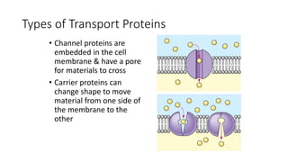 Transport and transport protein in cell biology | PPTX