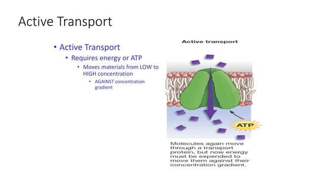 Transport and transport protein in cell biology | PPTX | Biological ...