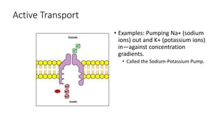 Transport and transport protein in cell biology | PPTX