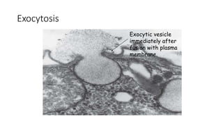 Transport and transport protein in cell biology | PPTX