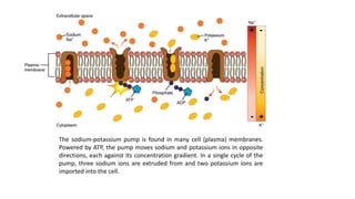Transport and transport protein in cell biology | PPTX