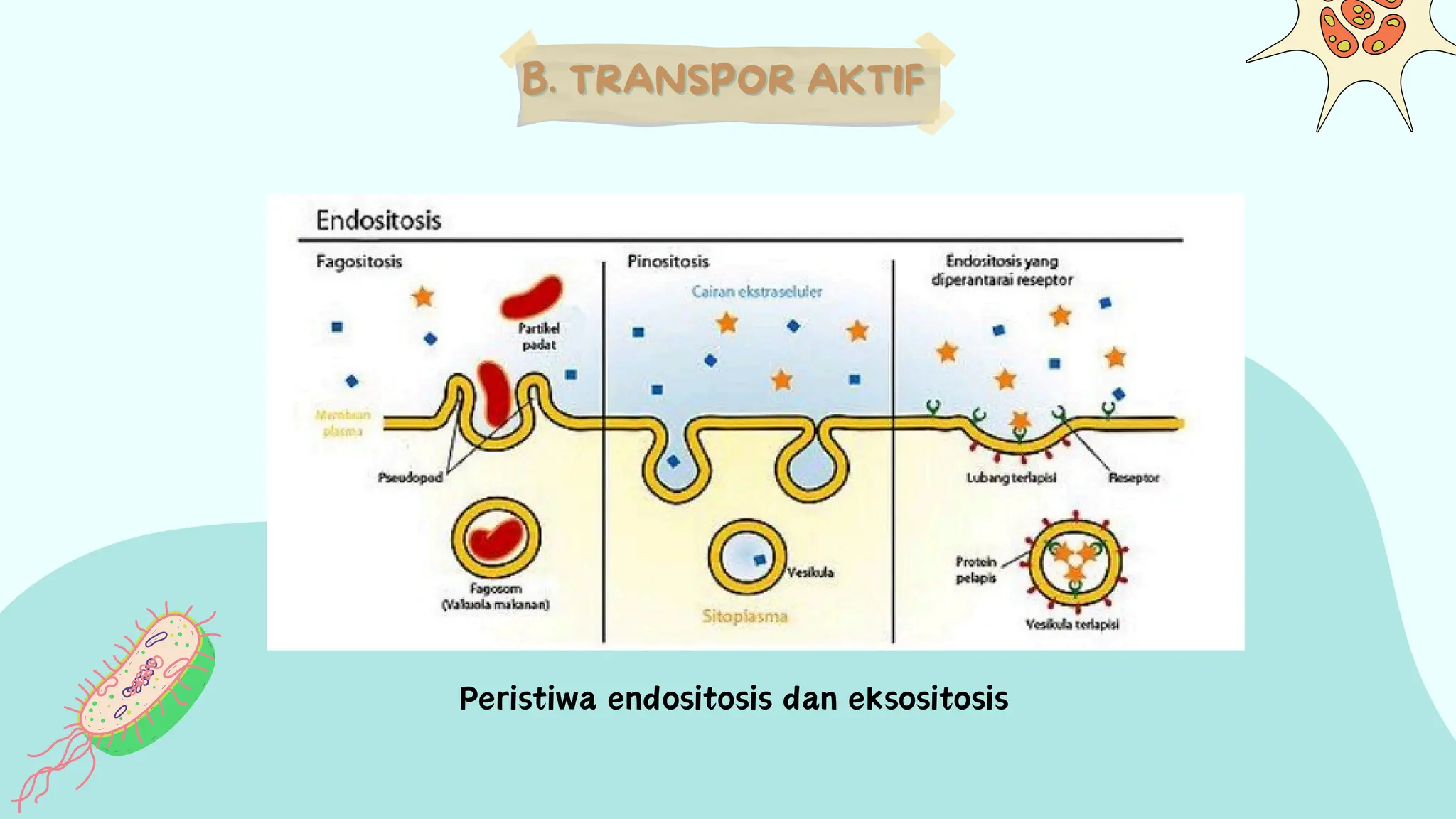 Transportasi antar membran sel (kel 1).pdf