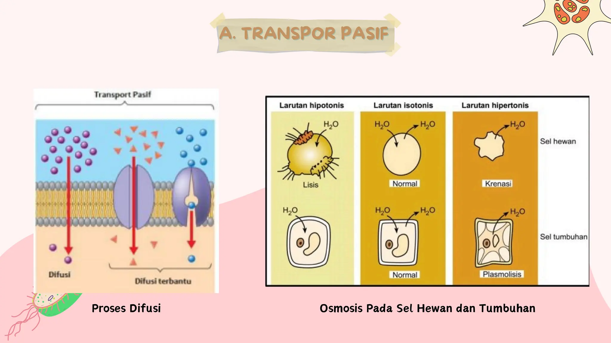 Transportasi antar membran sel (kel 1).pdf