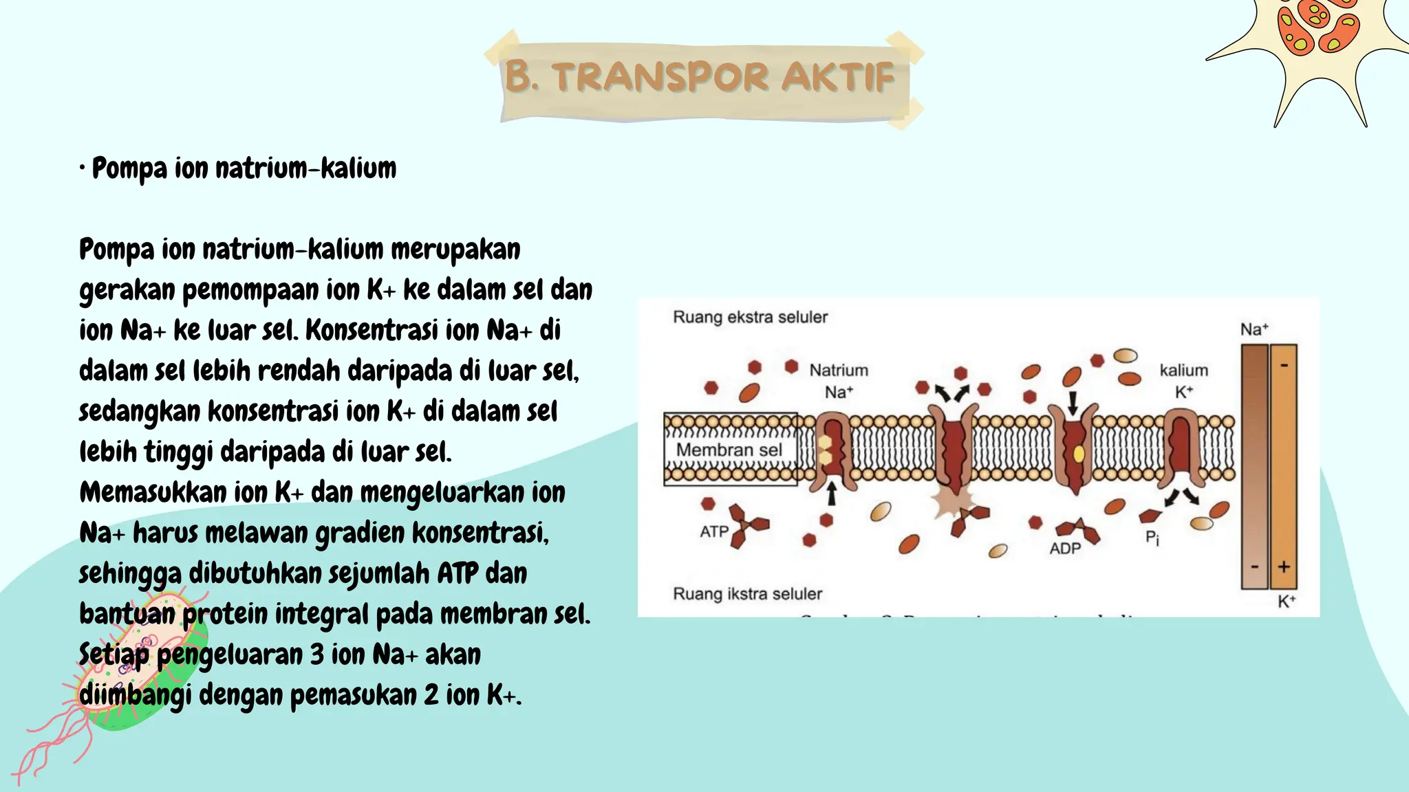 Transportasi antar membran sel (kel 1).pdf