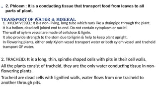 Transportation In Plants through Xylem & Phloem tissues.pptx
