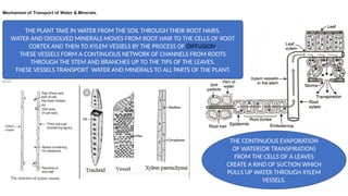 Transportation In Plants through Xylem & Phloem tissues.pptx
