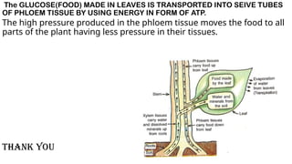 Transportation In Plants through Xylem & Phloem tissues.pptx