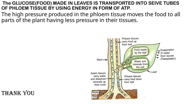 Transportation In Plants through Xylem & Phloem tissues.pptx