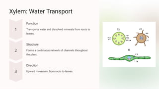 Transportation-in-Animals-and-Plants NOTES 7TH CLASS SCIENCE | PDF
