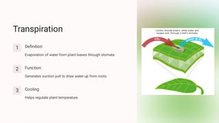 Transportation-in-Animals-and-Plants NOTES 7TH CLASS SCIENCE | PDF