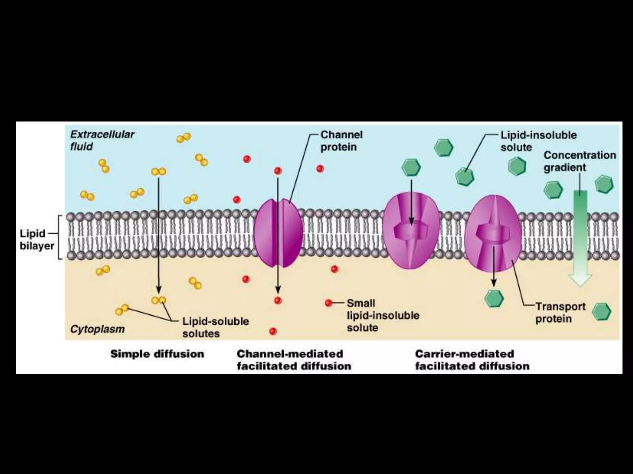 Transportation across cell membrane | PPTX