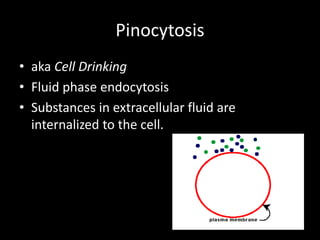 Transportation across cell membrane | PPT