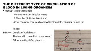 Transportation in All Types of Animal.pptx