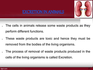 Transportation in animals and plants CLASS VII | PPT