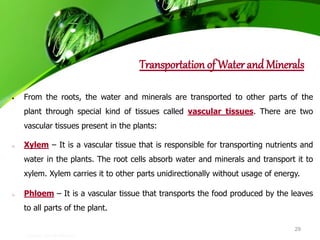 Transportation in animals and plants CLASS VII | PPT