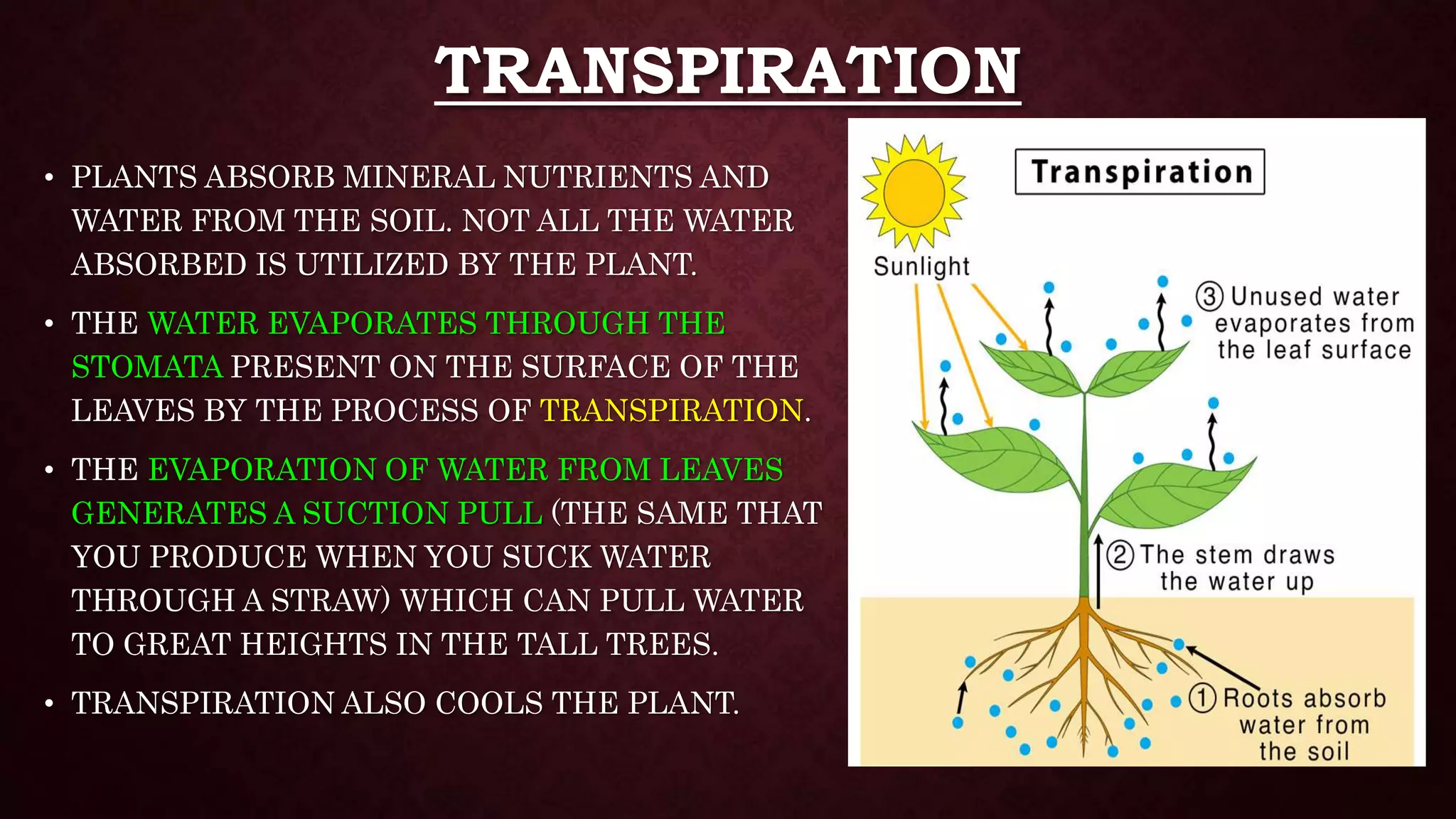 TRANSPORTATION IN ANIMALS AND PLANTS | PPTX
