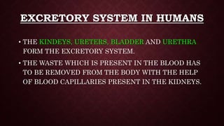 TRANSPORTATION IN ANIMALS AND PLANTS | PPTX