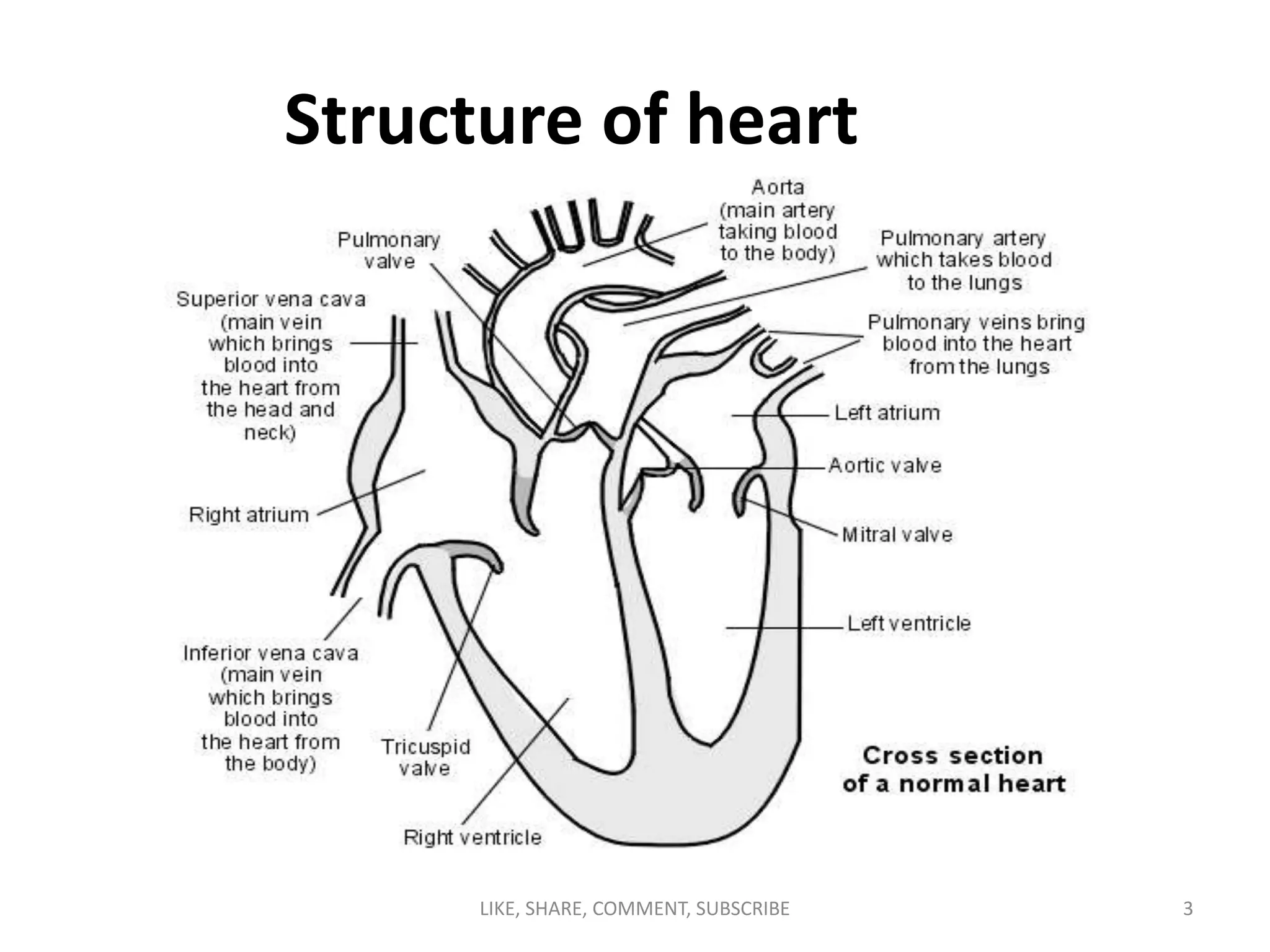 Transportation in humans(part 2) | PPTX | Heart and Cardiovascular ...