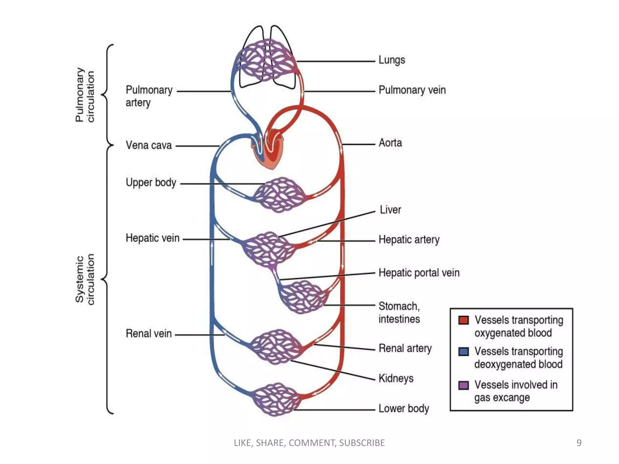 Transportation in humans(part 2) | PPTX | Heart and Cardiovascular ...
