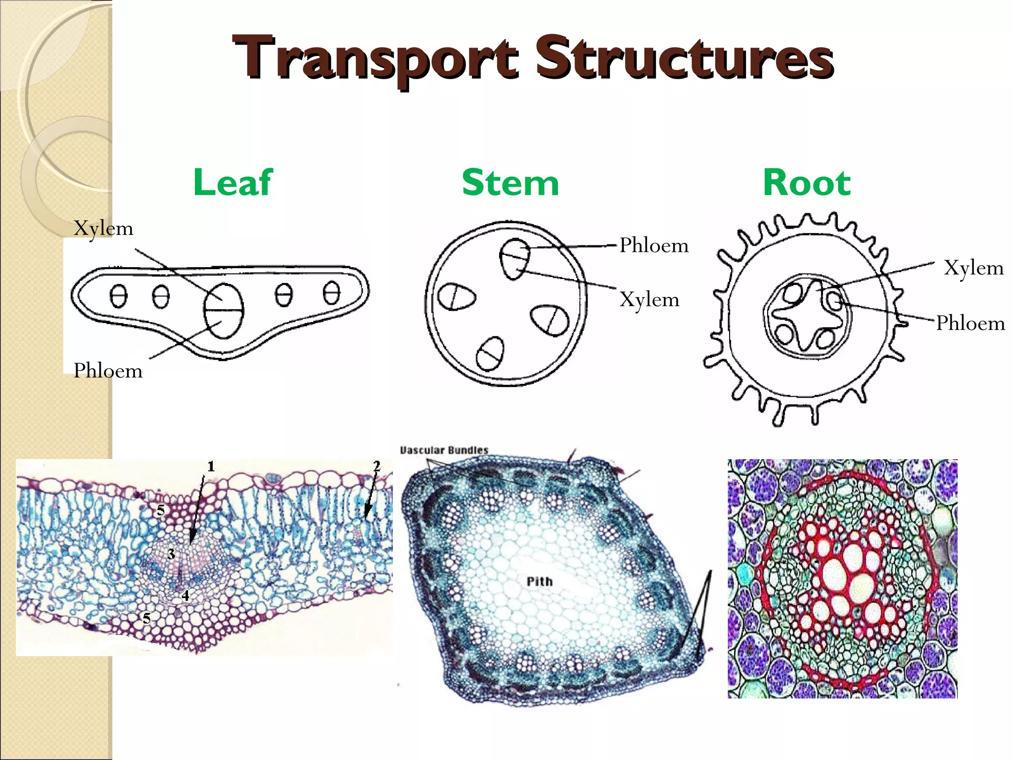 Transportation in plant | PPT
