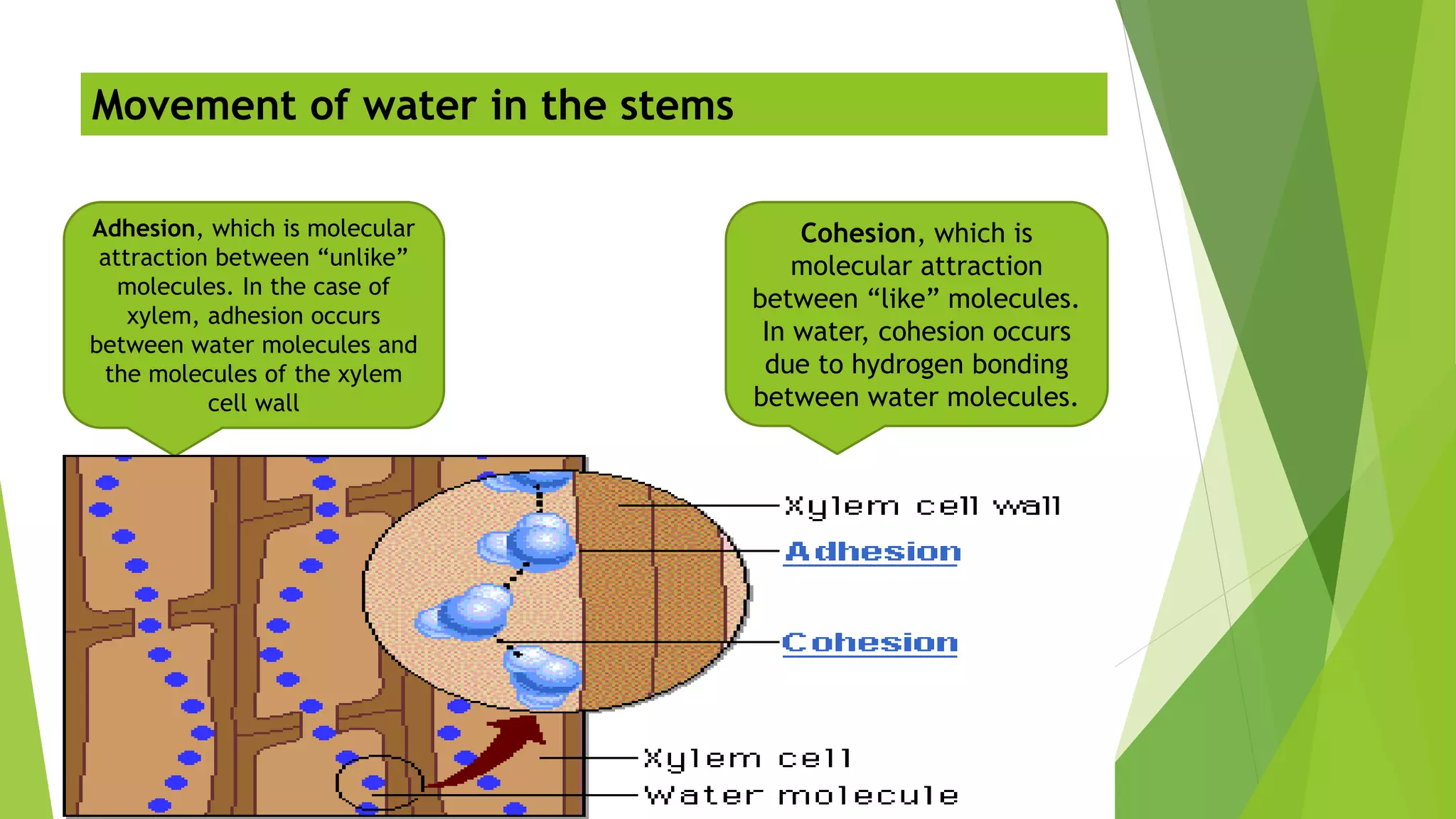 Transportation in plant | PPTX