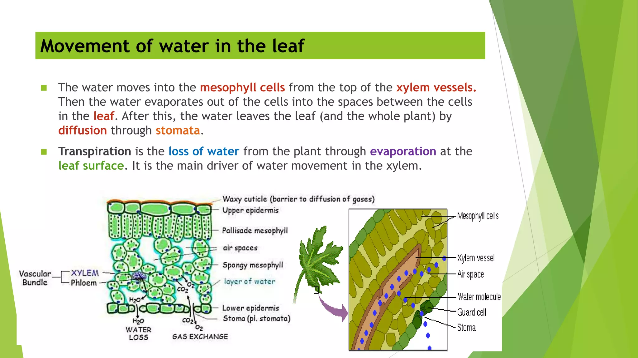 Transportation in plant | PPTX