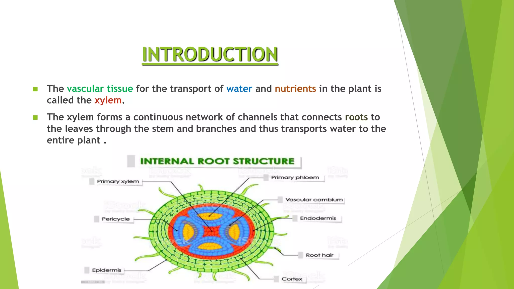Transportation in plant | PPTX