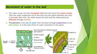 Transportation in plant | PPTX