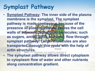 Transportation in plants | PPTX