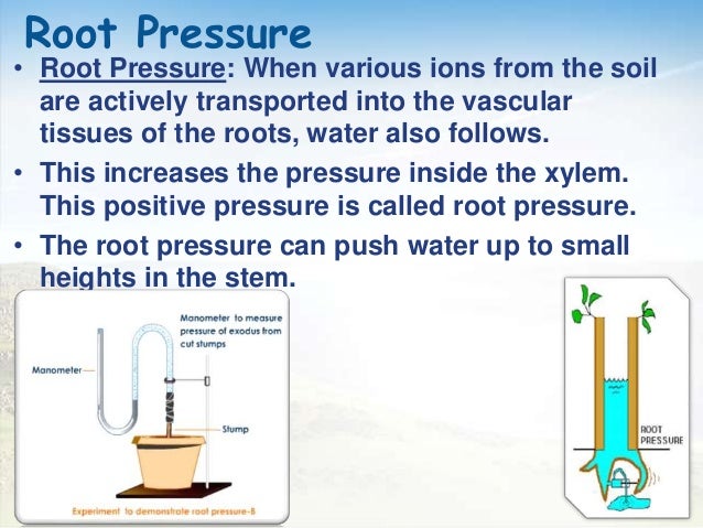 Transportation in plants