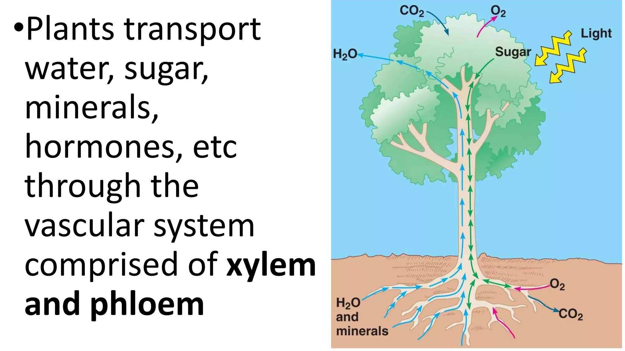 Transportation In Plants.pptx