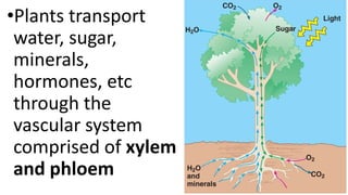 Transportation In Plants.pptx