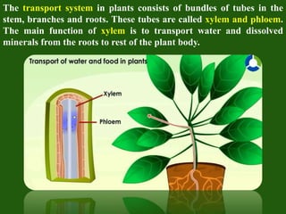TRANSPORTATION IN PLANTS - CBSE (CHAPTER-9)NBIOLOGY | PPTX