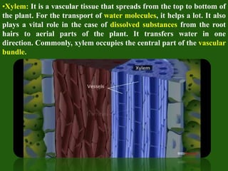 TRANSPORTATION IN PLANTS - CBSE (CHAPTER-9)NBIOLOGY | PPTX
