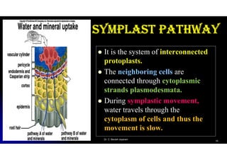 Transportation in plants review | PDF