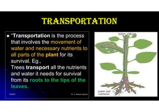 Transportation in plants review | PDF