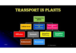 Transportation in plants review | PDF