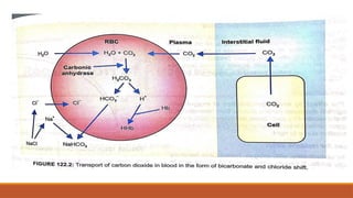 Transportation of carbon dioxide (physiology) | PPTX