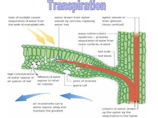 Transportation of materials in plants and animals | PPT