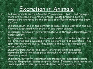 Transportation of materials in plants and animals | PPT