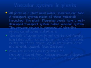 Transportation of materials in plants and animals | PPT